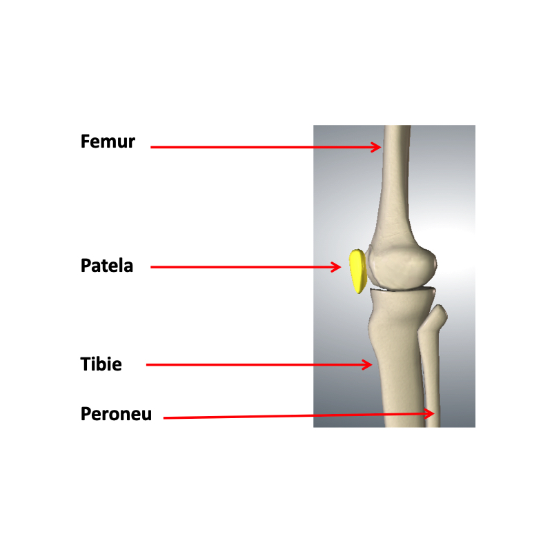 Celula, Sistemul Osos și Sistemul Muscular - Maratonul recapitulării ...